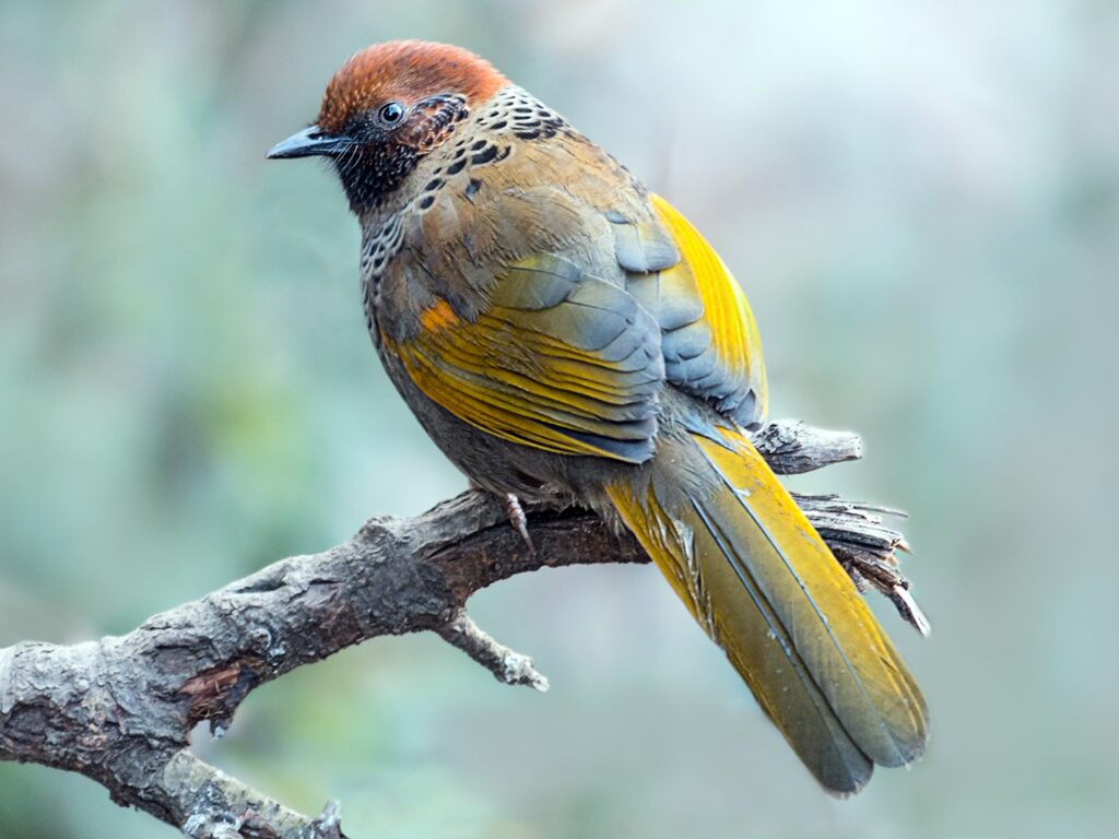 Birds and Animals of Himachal Pradesh – Feel The Himachal