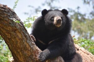 Birds and Animals of Himachal Pradesh – Feel The Himachal